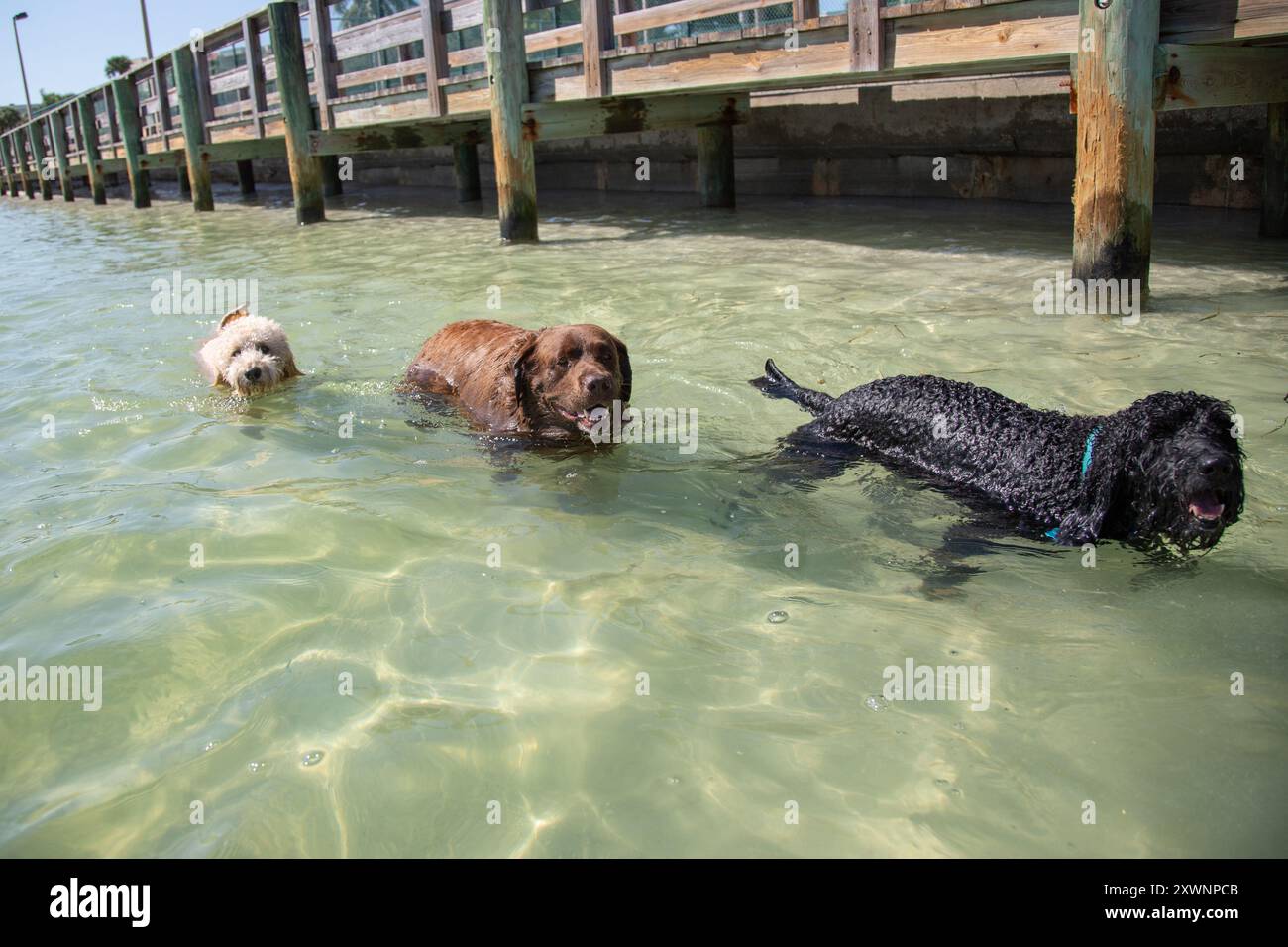 Three dogs swimming in sea by a pier, Florida, USA Stock Photo - Alamy
