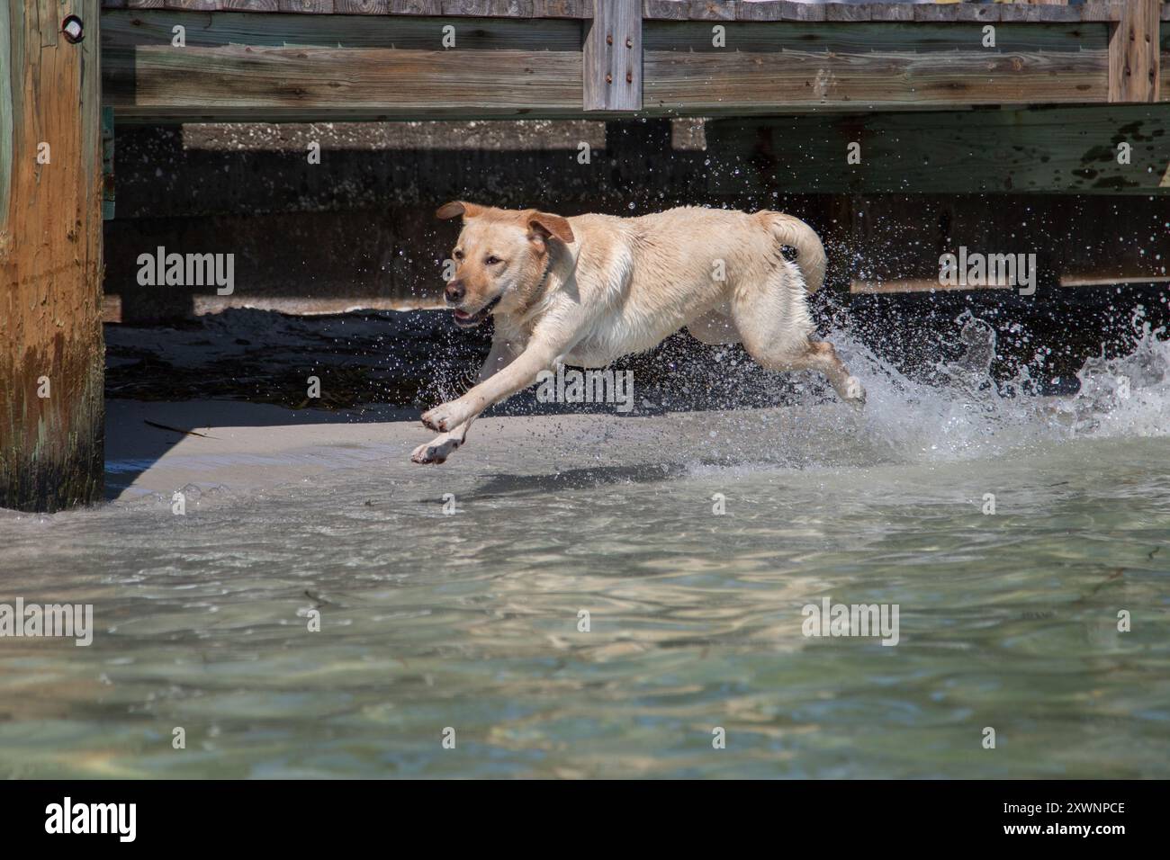 Labrador running in ocean hi-res stock photography and images - Alamy