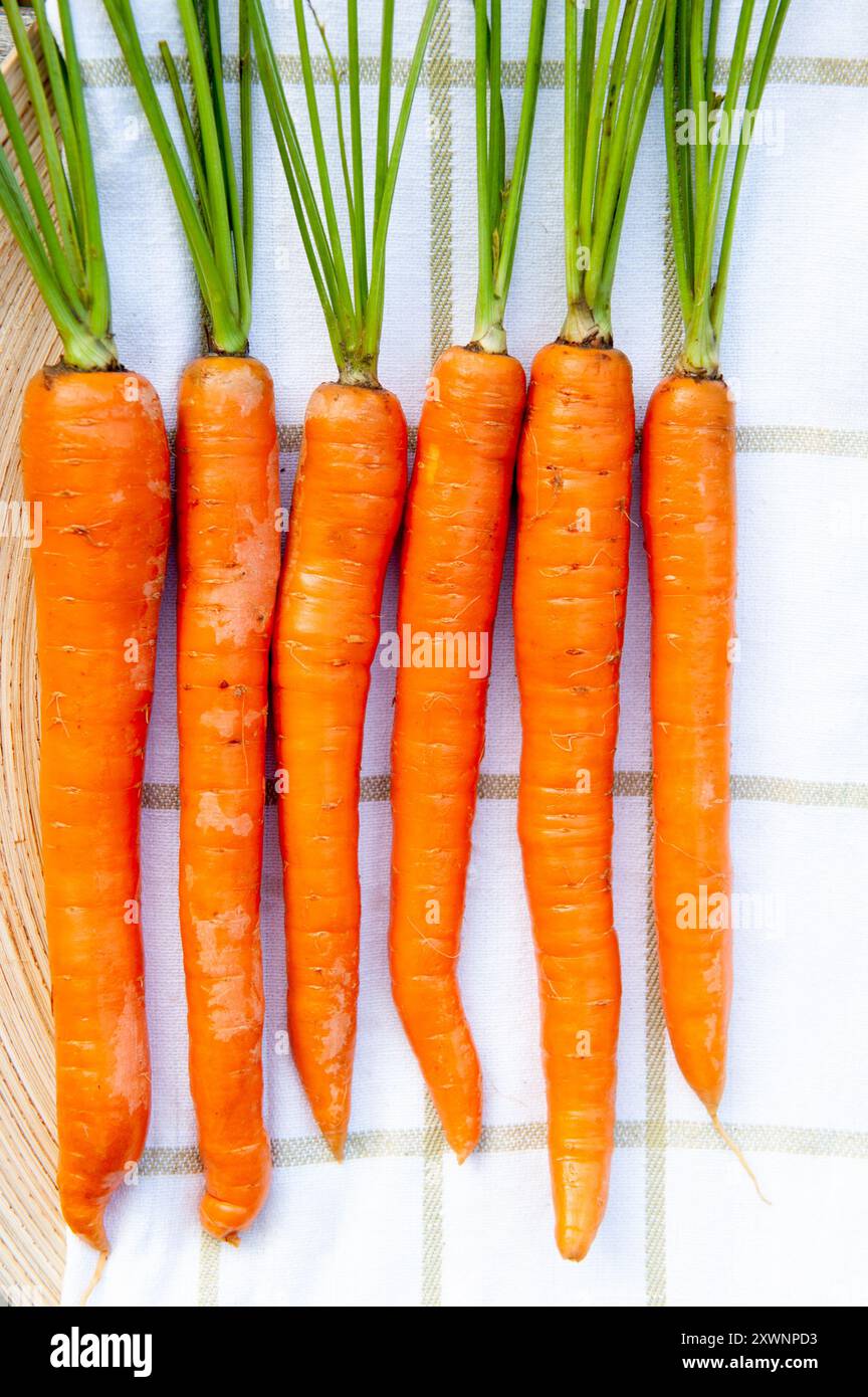 Six single carrots with green tops on country style linen Stock Photo ...