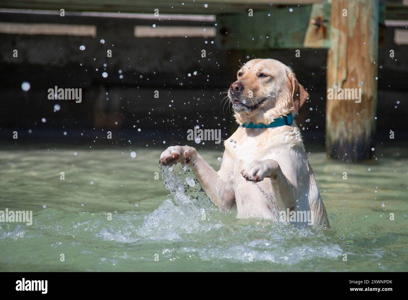 Yellow labrador retriever swimming in the ocean, Florida, USA Stock ...