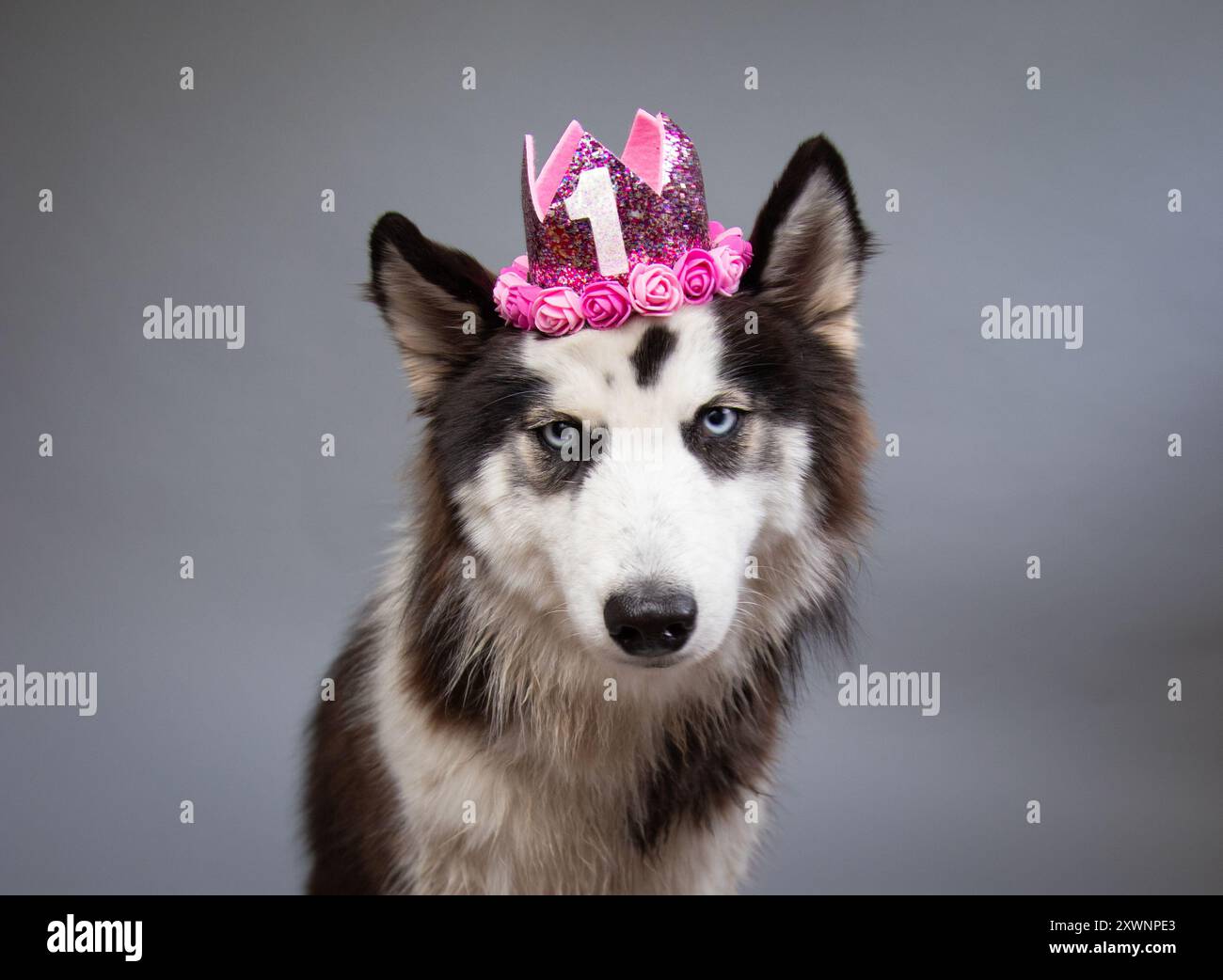 Dog wearing a crown hi-res stock photography and images - Alamy