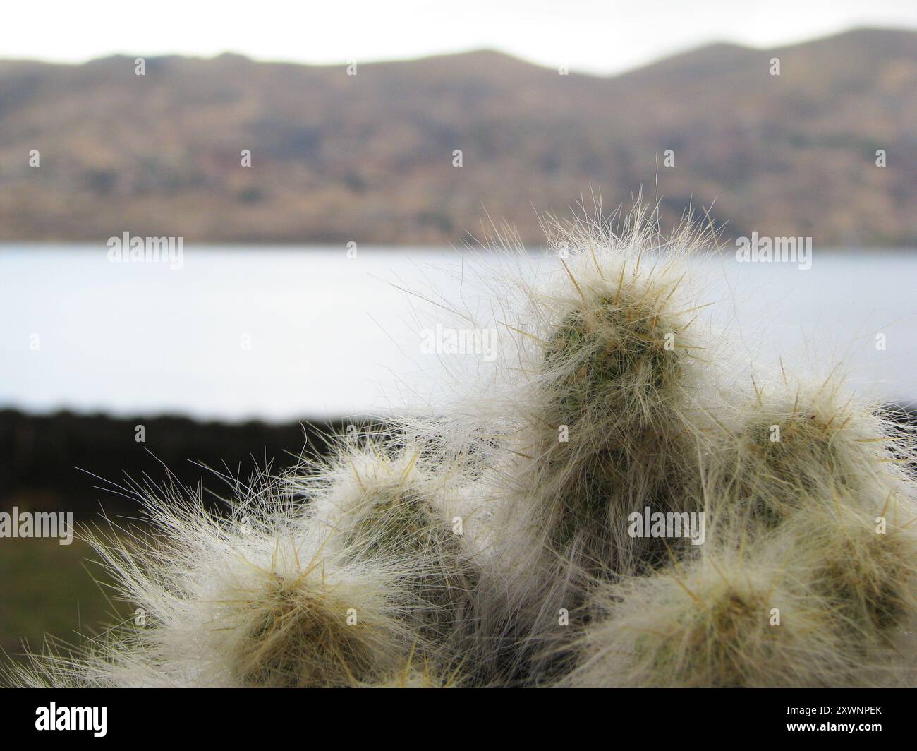 Old lady cactus hi-res stock photography and images - Alamy