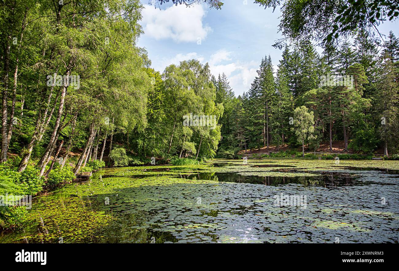 Landscape photography of forest and pond with lilies; reflection; water ...