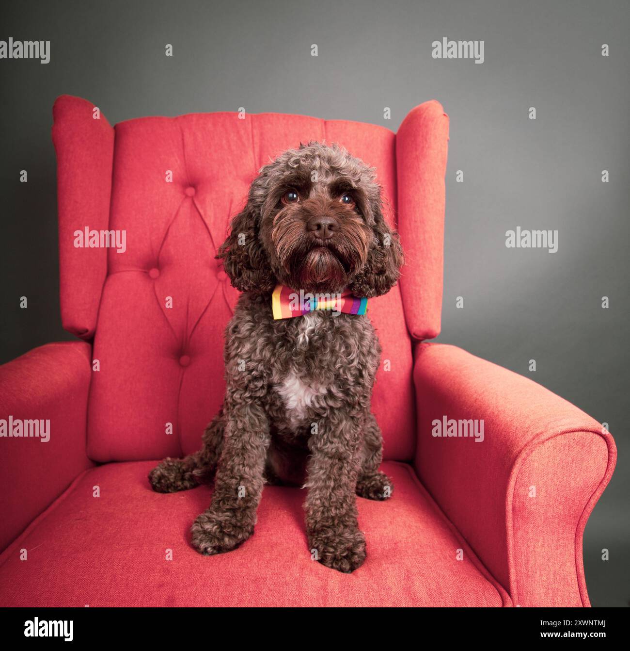 Cavapoo pink bow hi-res stock photography and images - Alamy