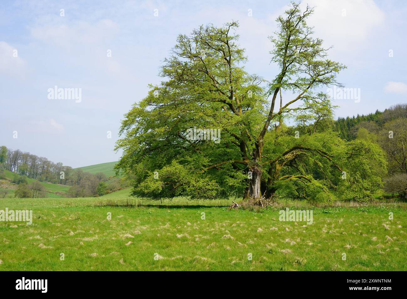 Mature Damaged Beech Tree ( Fagus sylvatica ) In Spring, Exmoor ...
