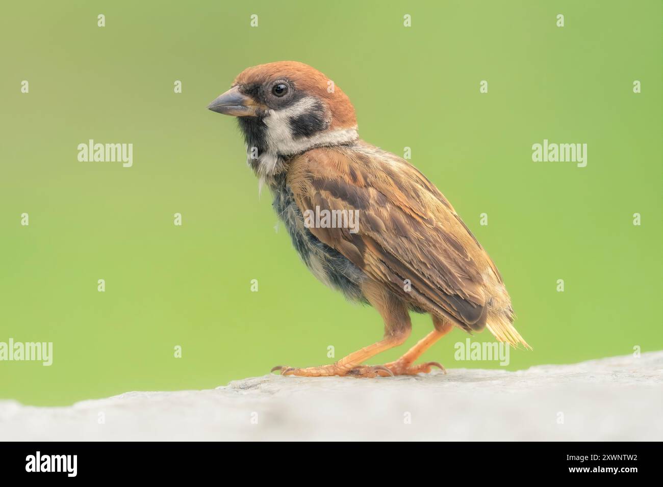 Portrait of a scruffy juvenile Eurasian tree sparrow (Passer montanus ...