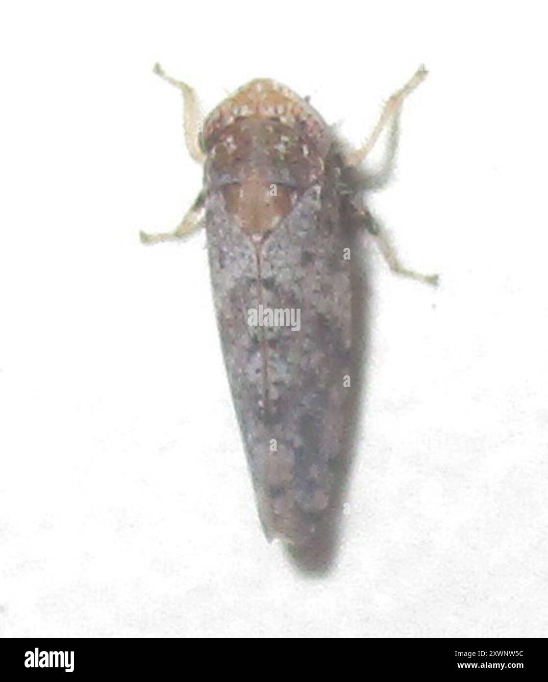 Typical Leafhoppers (Cicadellidae) Insecta Stock Photo - Alamy