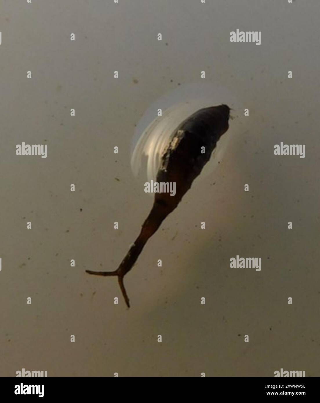 Shore Flies (Ephydridae) Insecta Stock Photo - Alamy