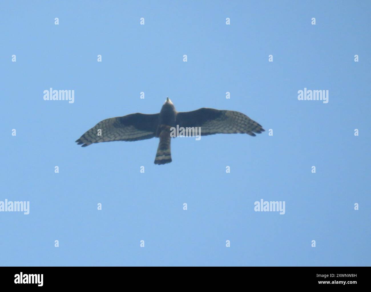 Long winged harrier hi-res stock photography and images - Alamy