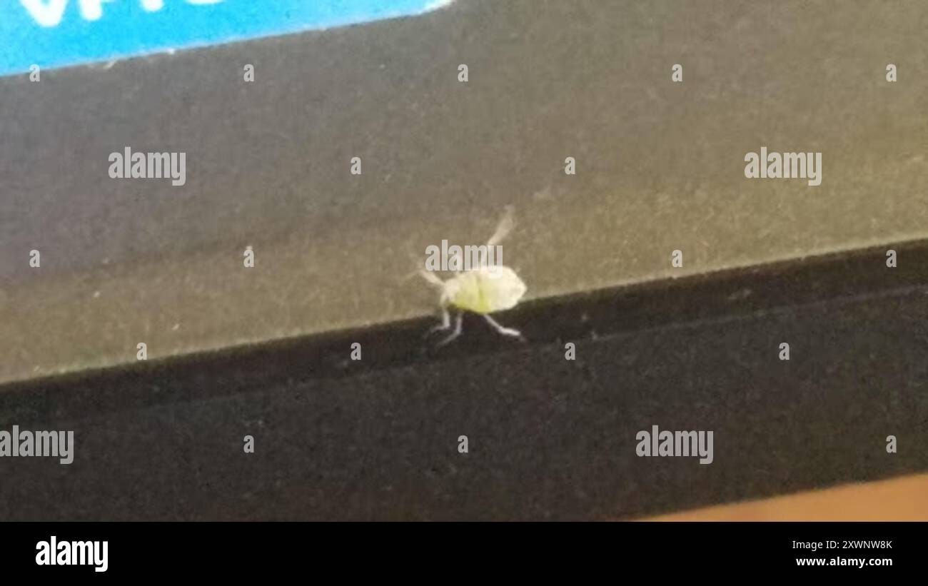 True Bugs, Hoppers, Aphids, and allies (Hemiptera) Insecta Stock Photo ...