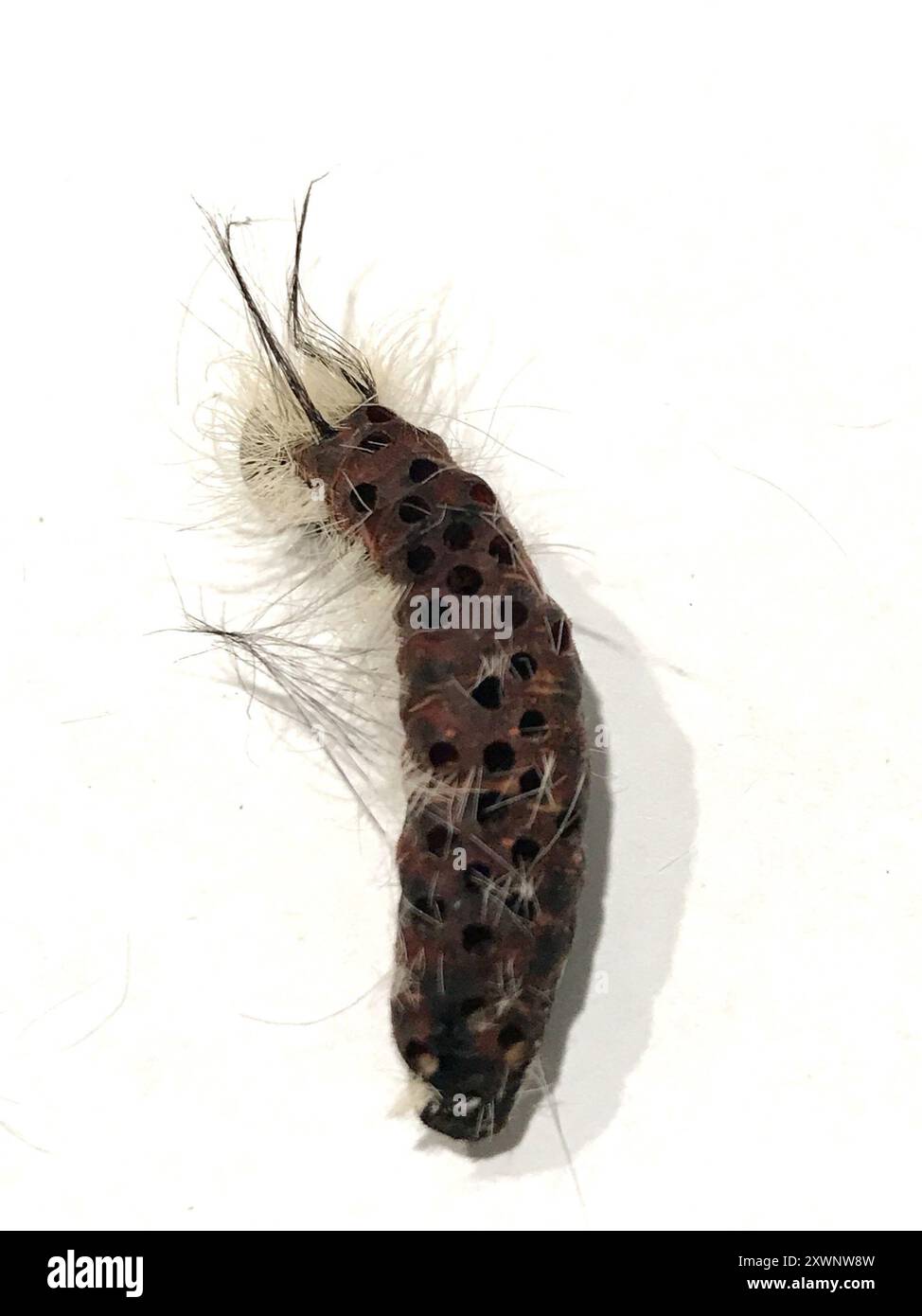 Stigmata Mummy Wasp (Aleiodes stigmator) Insecta Stock Photo - Alamy