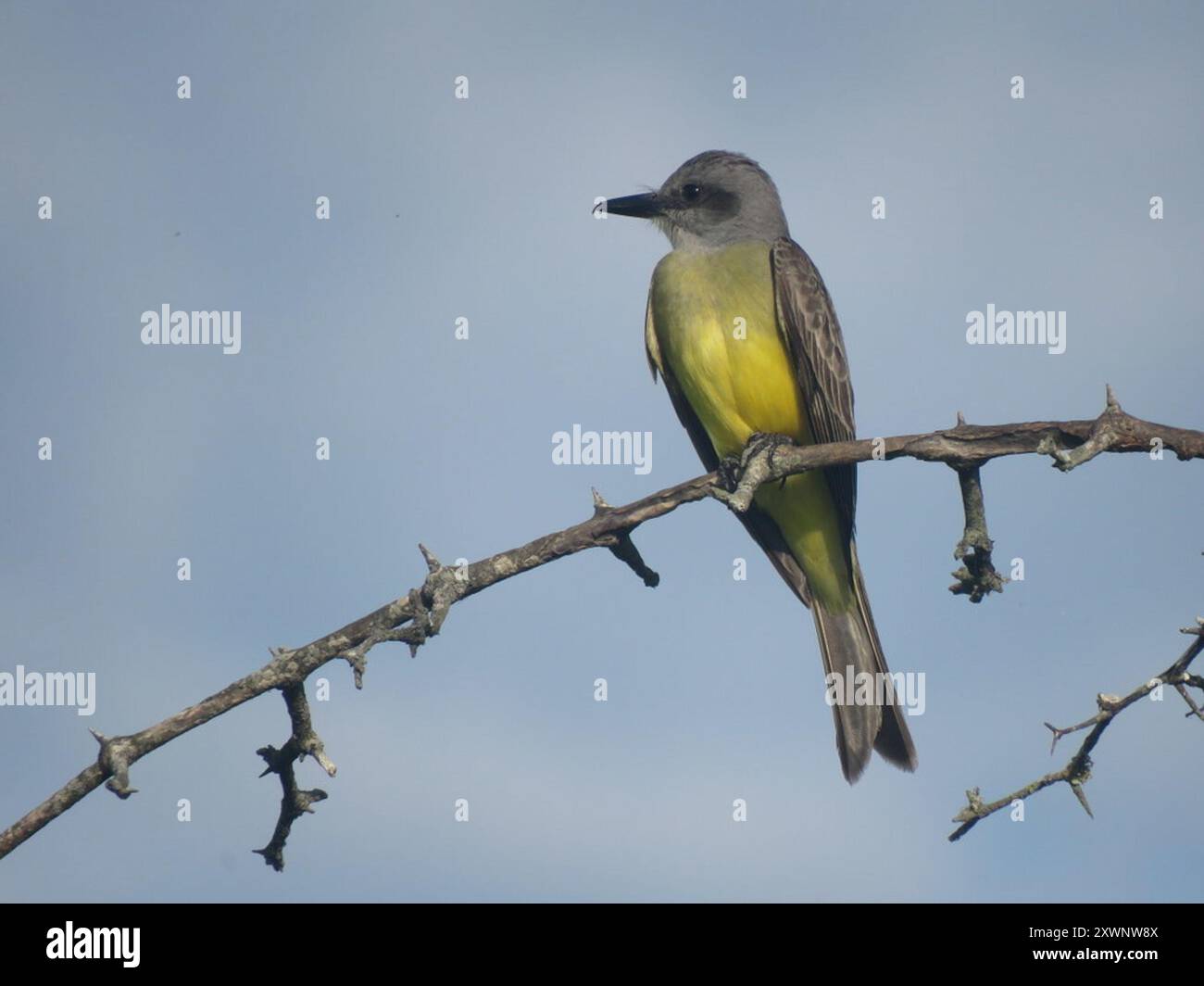 Tropical Kingbird (Tyrannus melancholicus) Aves Stock Photo - Alamy