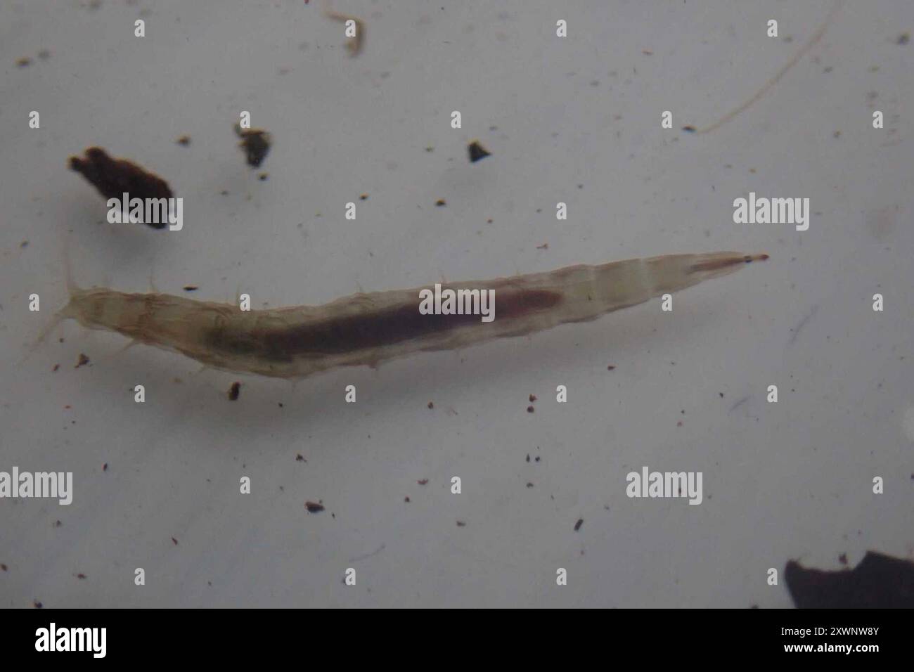 Athericidae hi-res stock photography and images - Alamy