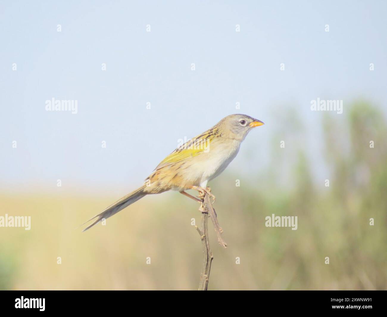 Lesser Grass-Finch (Emberizoides ypiranganus) Aves Stock Photo - Alamy