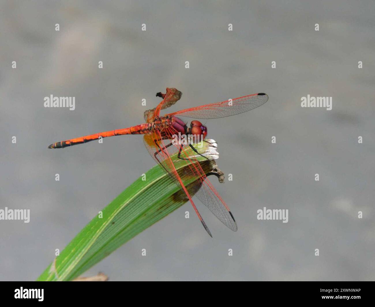 Red-veined Dropwing (Trithemis arteriosa) Insecta Stock Photo - Alamy