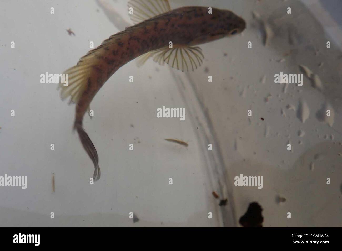 Cape Kurper (Sandelia capensis) Actinopterygii Stock Photo - Alamy