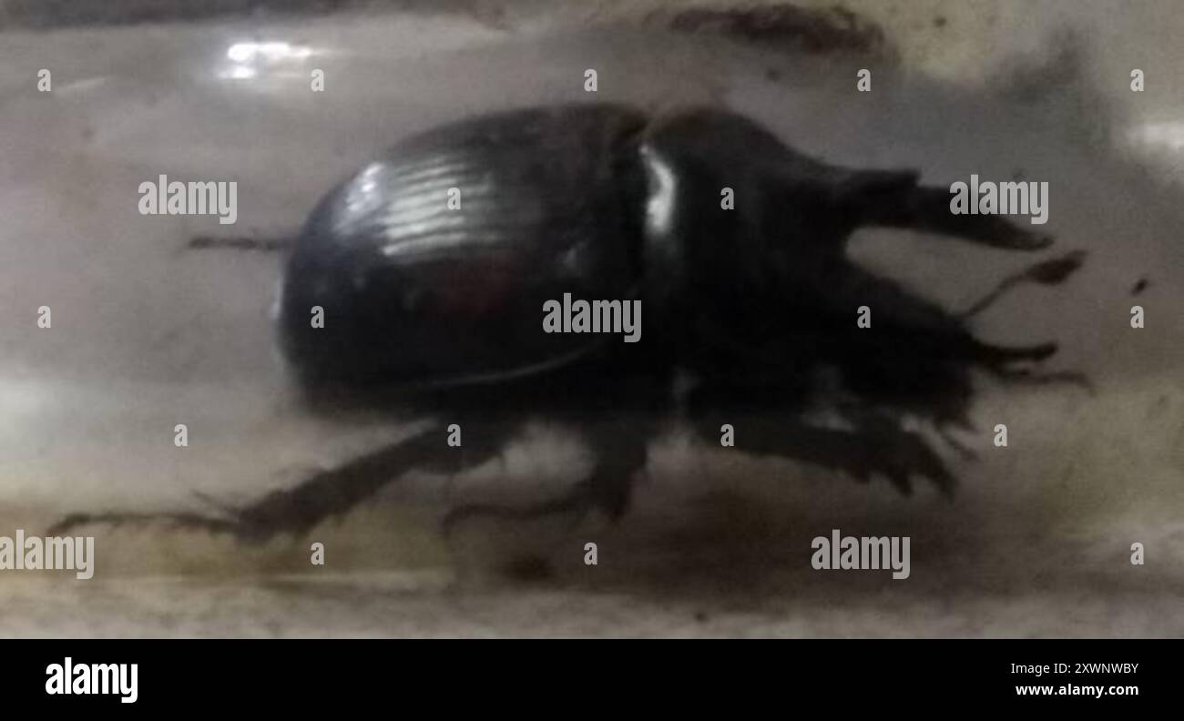 Minotaur Beetle (Typhaeus typhoeus) Insecta Stock Photo - Alamy