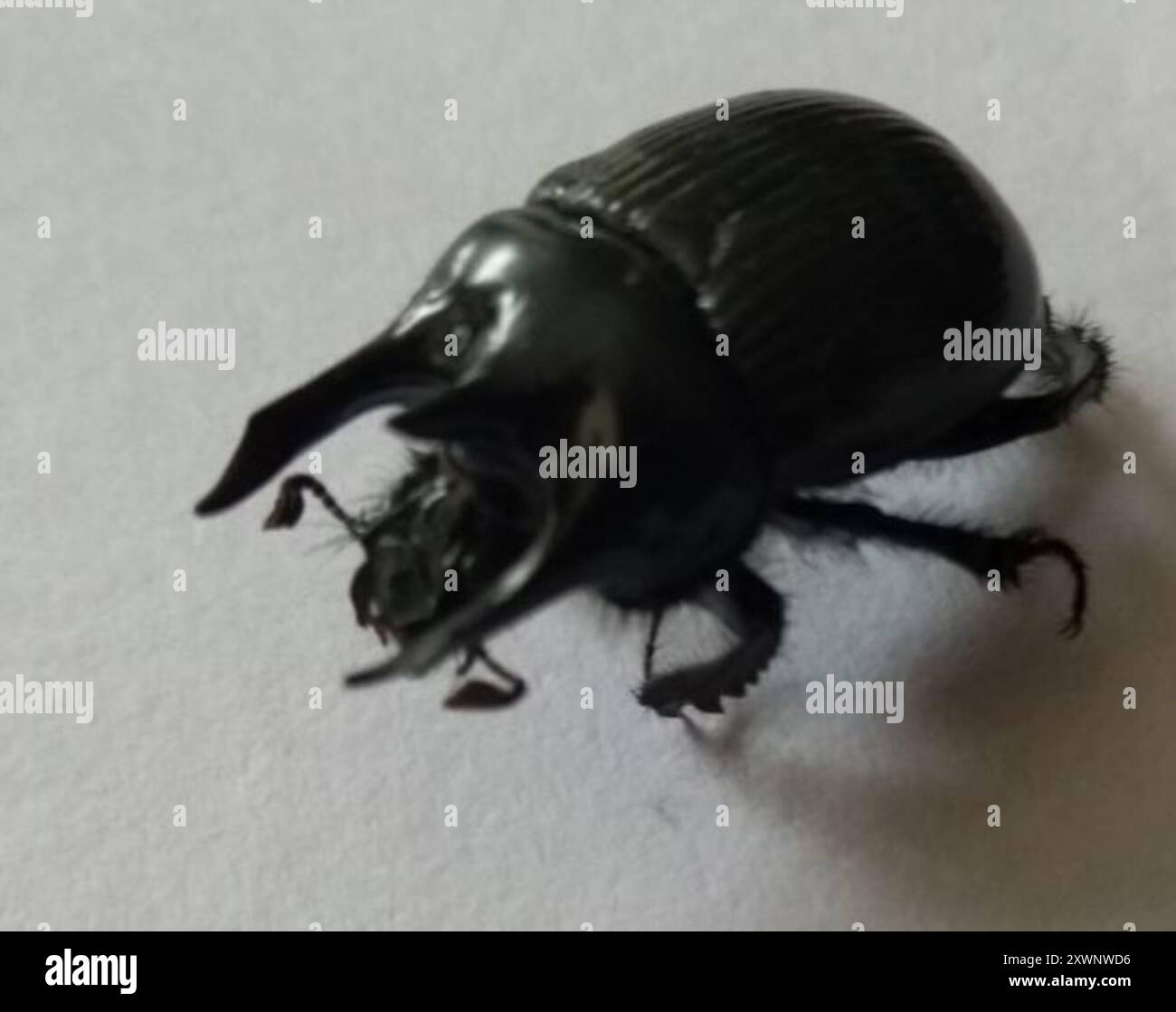 Minotaur Beetle (Typhaeus typhoeus) Insecta Stock Photo - Alamy