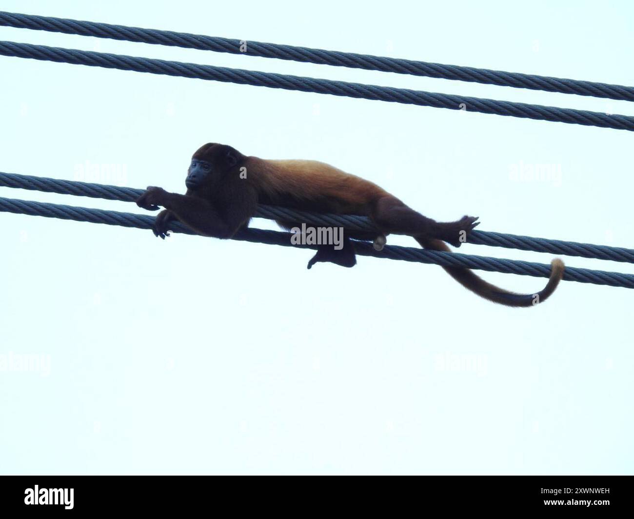 Colombian Red Howler Monkey (Alouatta seniculus) Mammalia Stock Photo ...