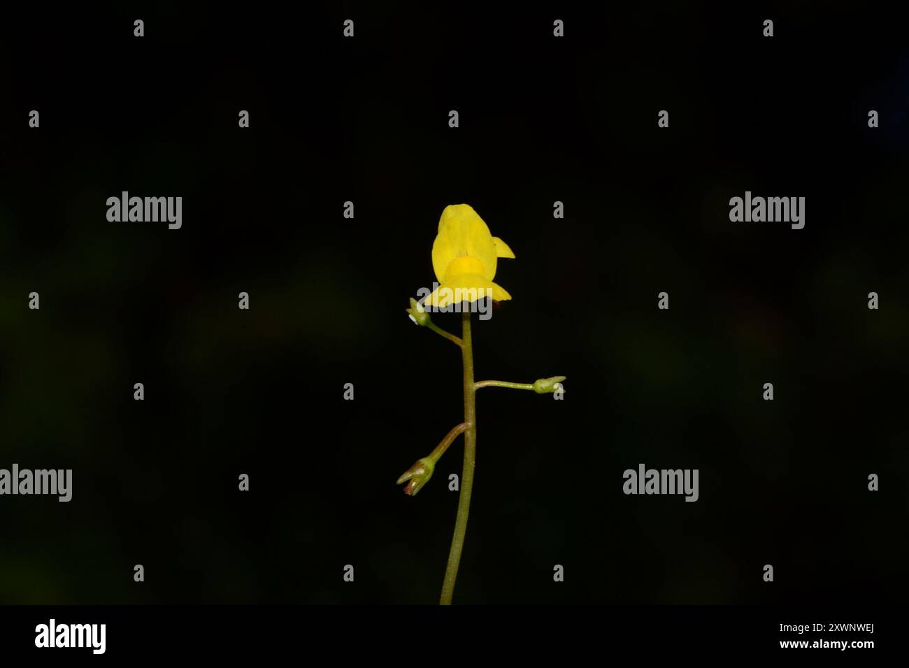Golden Bladderwort (Utricularia aurea) Plantae Stock Photo - Alamy