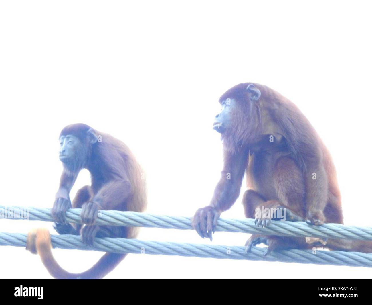 Colombian Red Howler Monkey (Alouatta seniculus) Mammalia Stock Photo ...