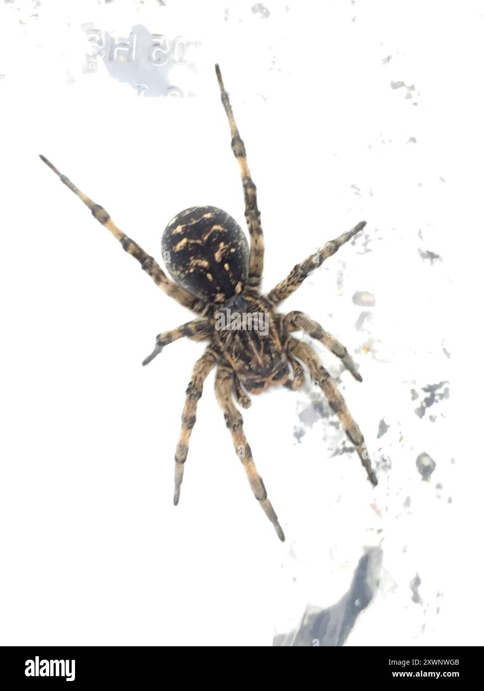 (Geolycosa vultuosa) Arachnida Stock Photo - Alamy