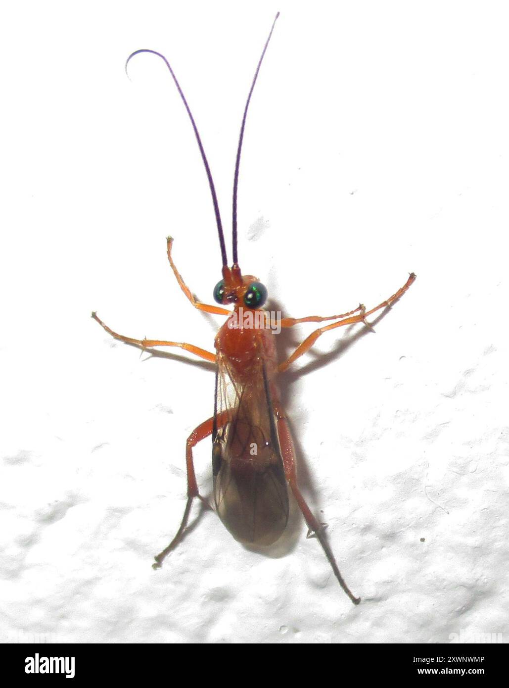 Braconid Wasps (Braconidae) Insecta Stock Photo - Alamy