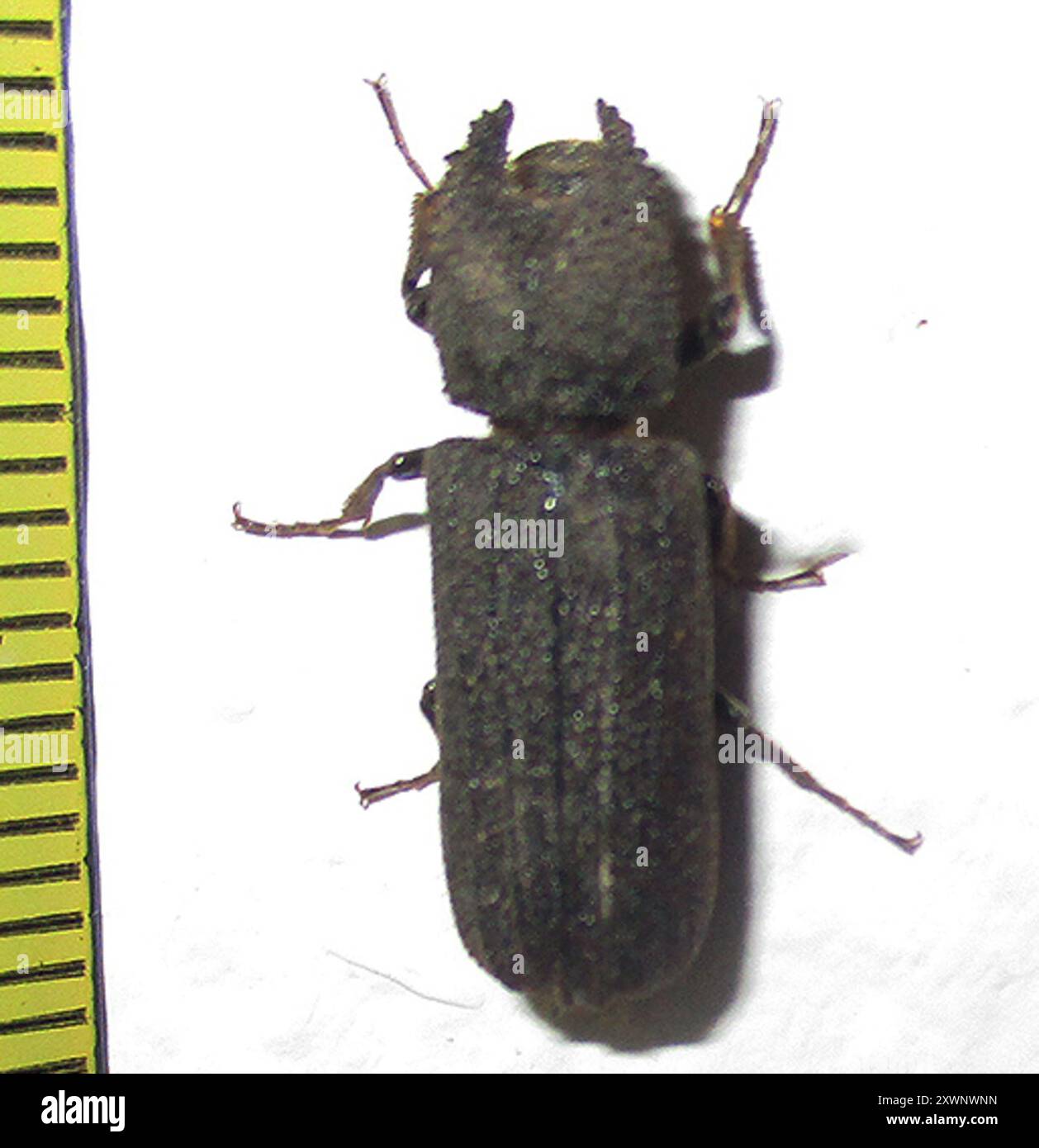 Common Horned Auger Borer (Bostrychoplites cornutus) Insecta Stock ...