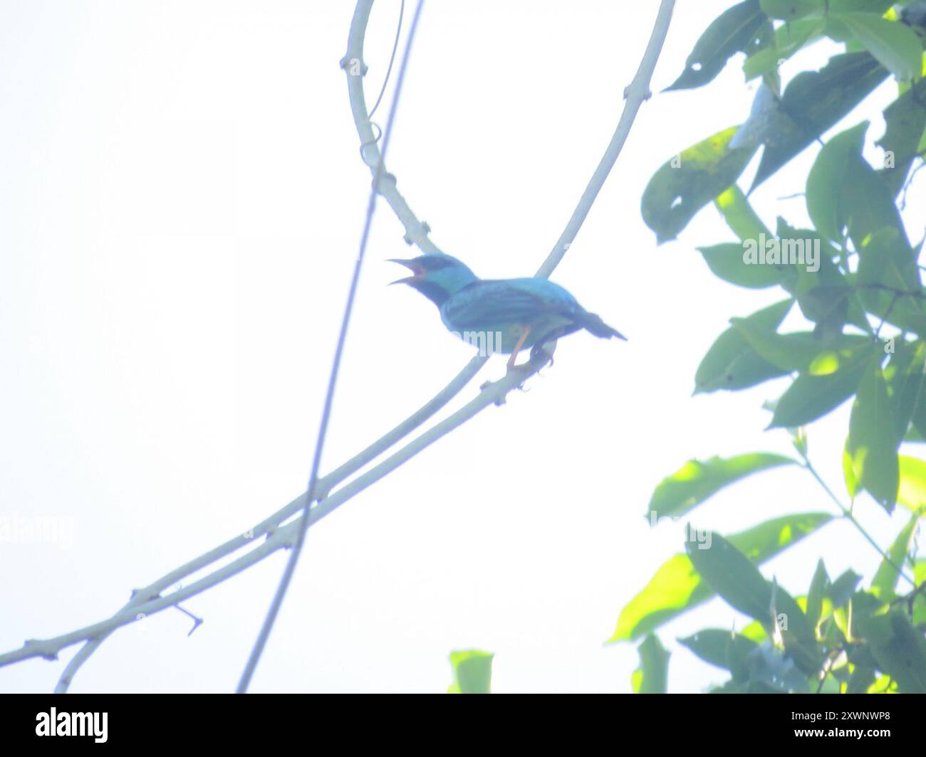 Blue Dacnis (Dacnis cayana) Aves Stock Photo - Alamy