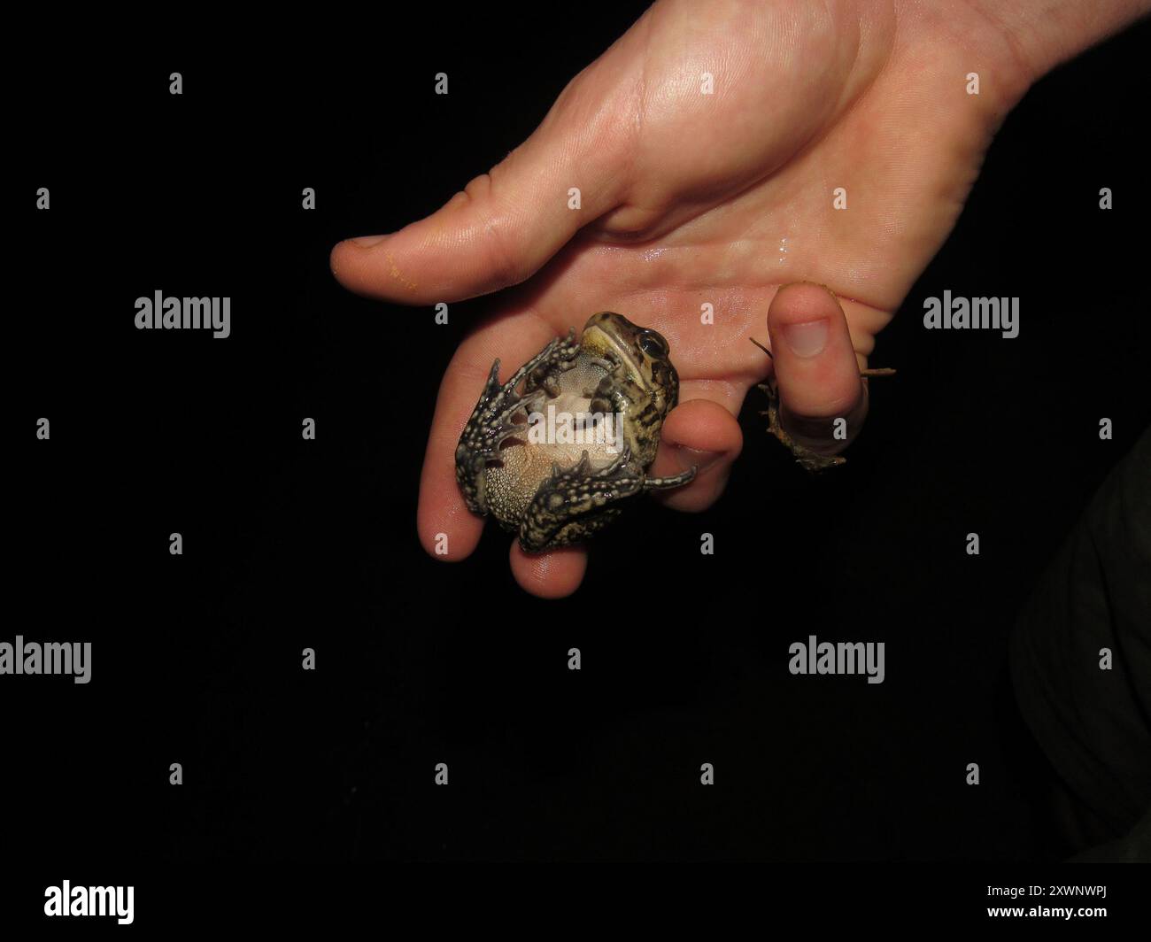 Raucous Toad (Sclerophrys capensis) Amphibia Stock Photo - Alamy