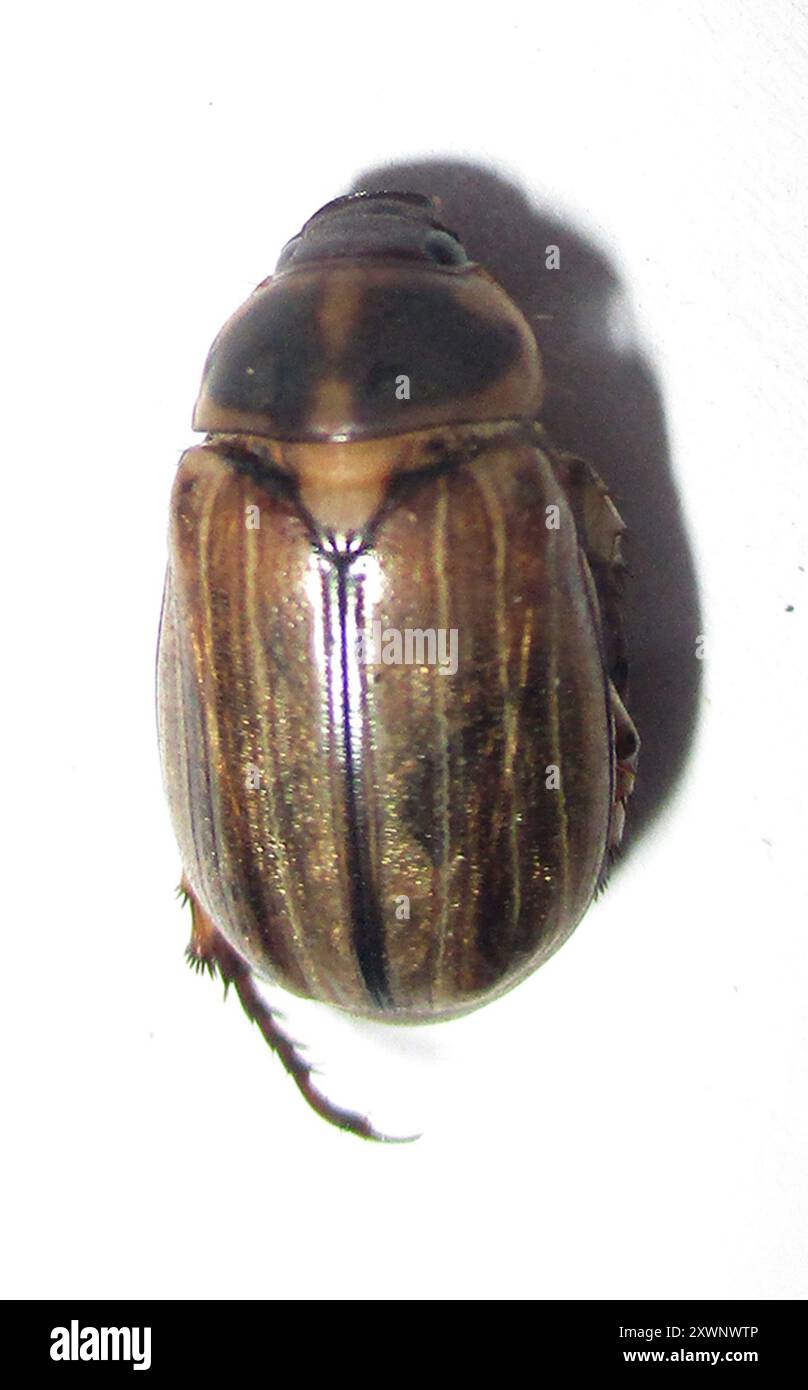 Pale and Green Leaf Chafers (Anomala) Insecta Stock Photo - Alamy