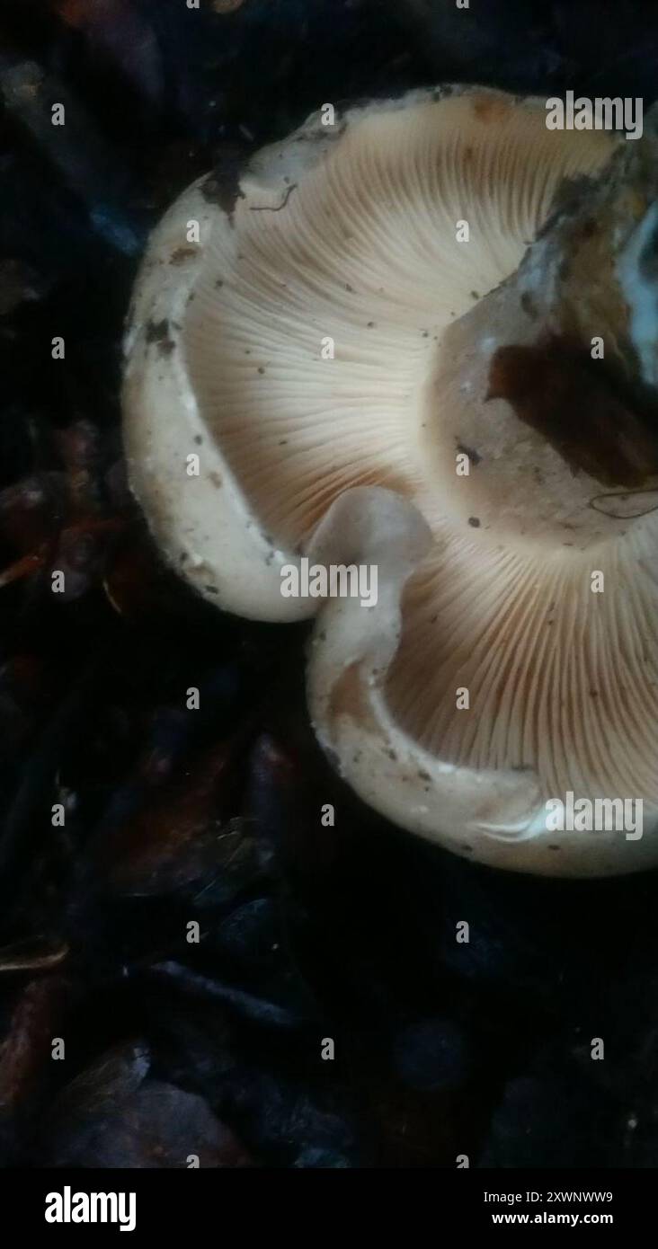 Cloudy Clitocybe (Clitocybe nebularis) Fungi Stock Photo - Alamy