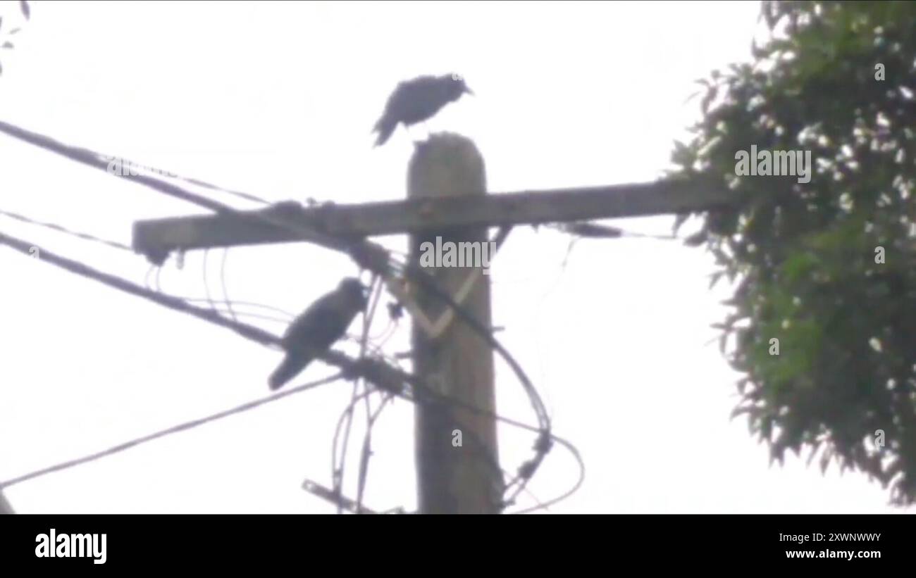 Eastern Australian Raven (Corvus coronoides coronoides) Aves Stock ...