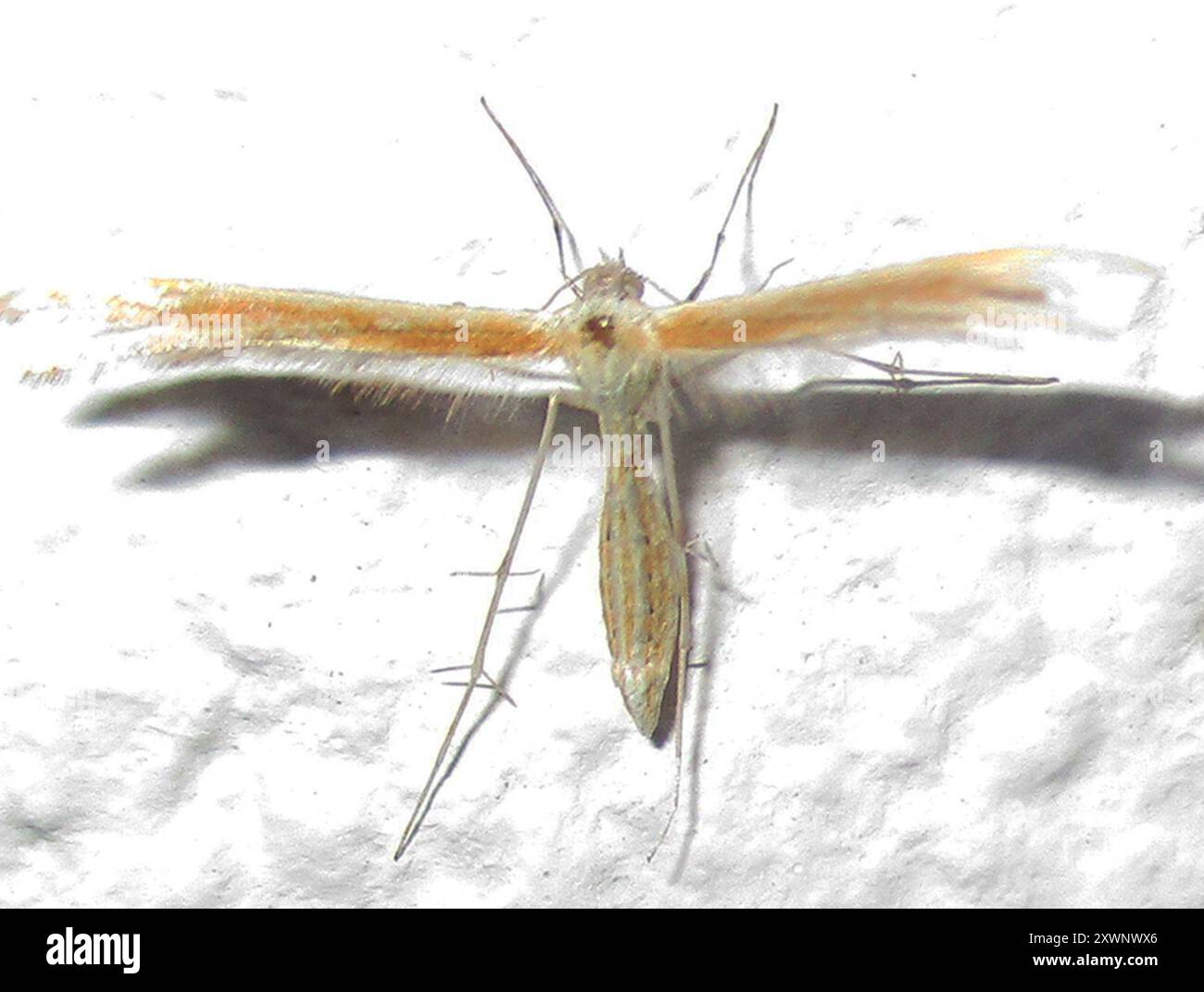 Plume Moths (Pterophoridae) Insecta Stock Photo - Alamy