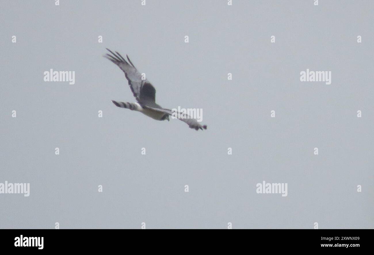 Long-winged Harrier (Circus buffoni) Aves Stock Photo - Alamy