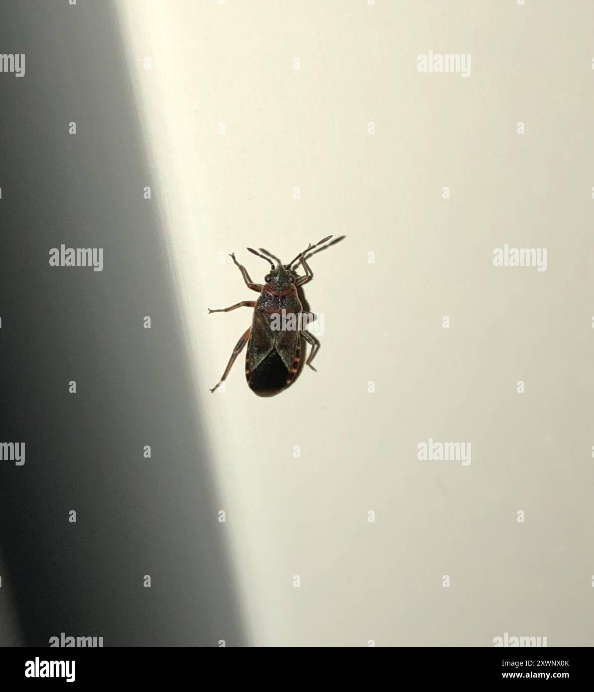 Elm Seed Bug (Arocatus melanocephalus) Insecta Stock Photo - Alamy