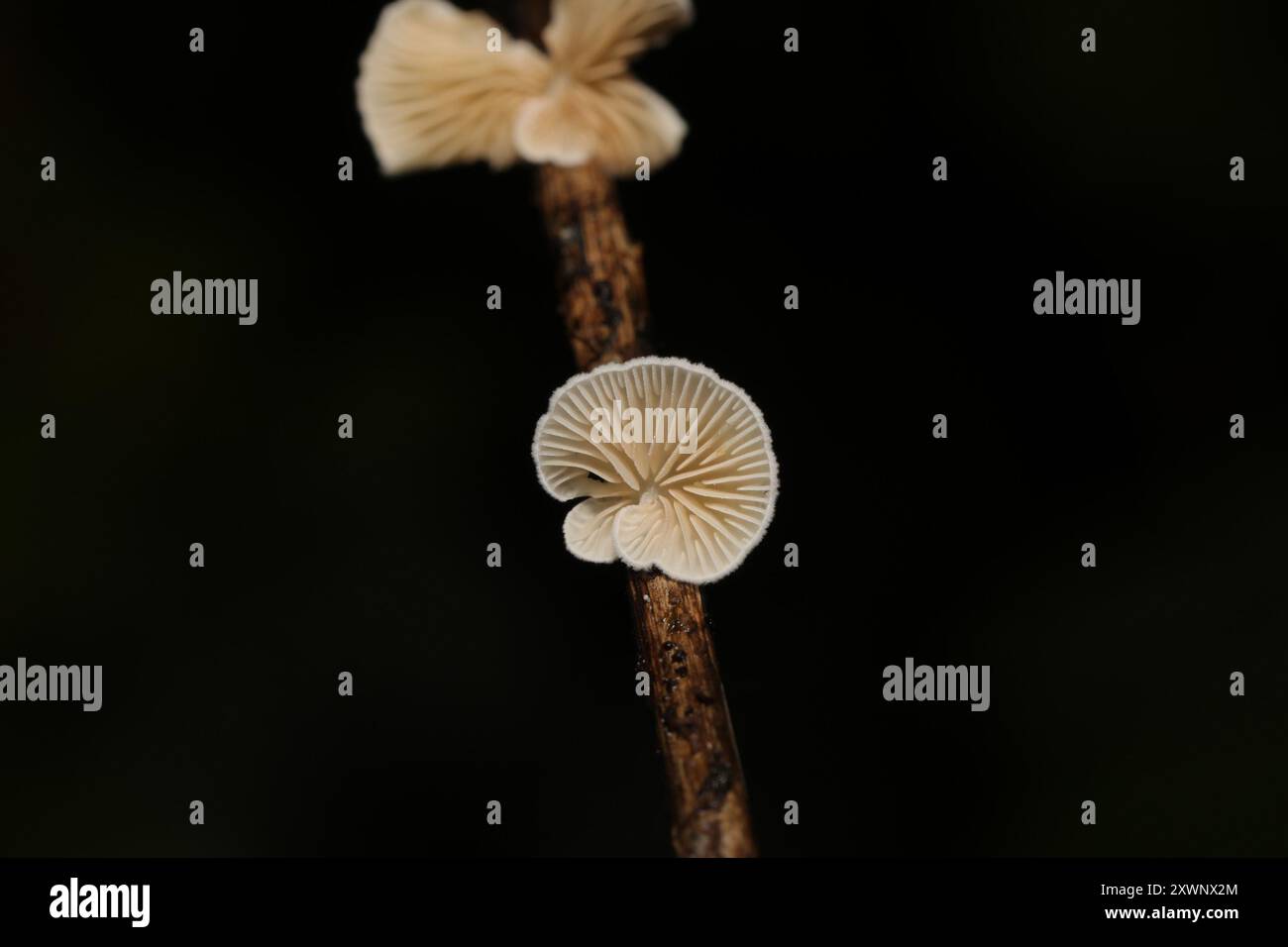 Fairy Parachutes (Marasmiellus candidus) Fungi Stock Photo - Alamy
