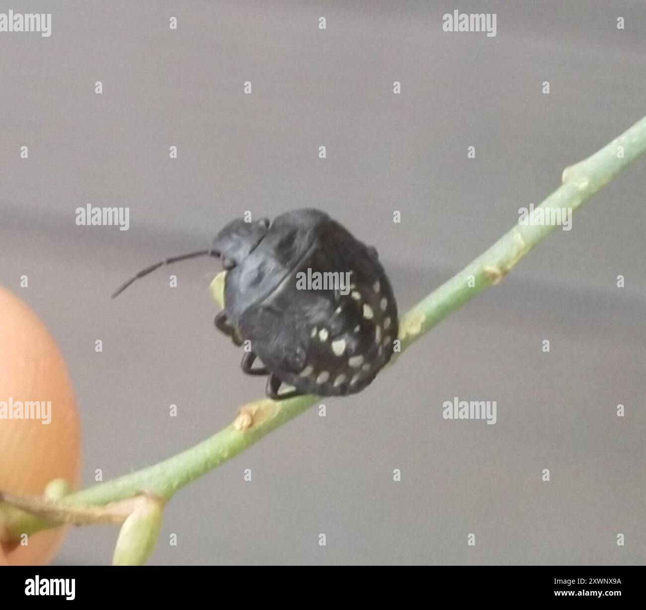 Southern Green Stink Bug (Nezara viridula) Insecta Stock Photo - Alamy
