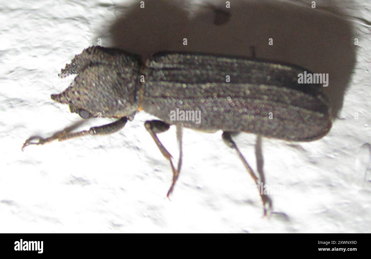 Common Horned Auger Borer (Bostrychoplites cornutus) Insecta Stock ...