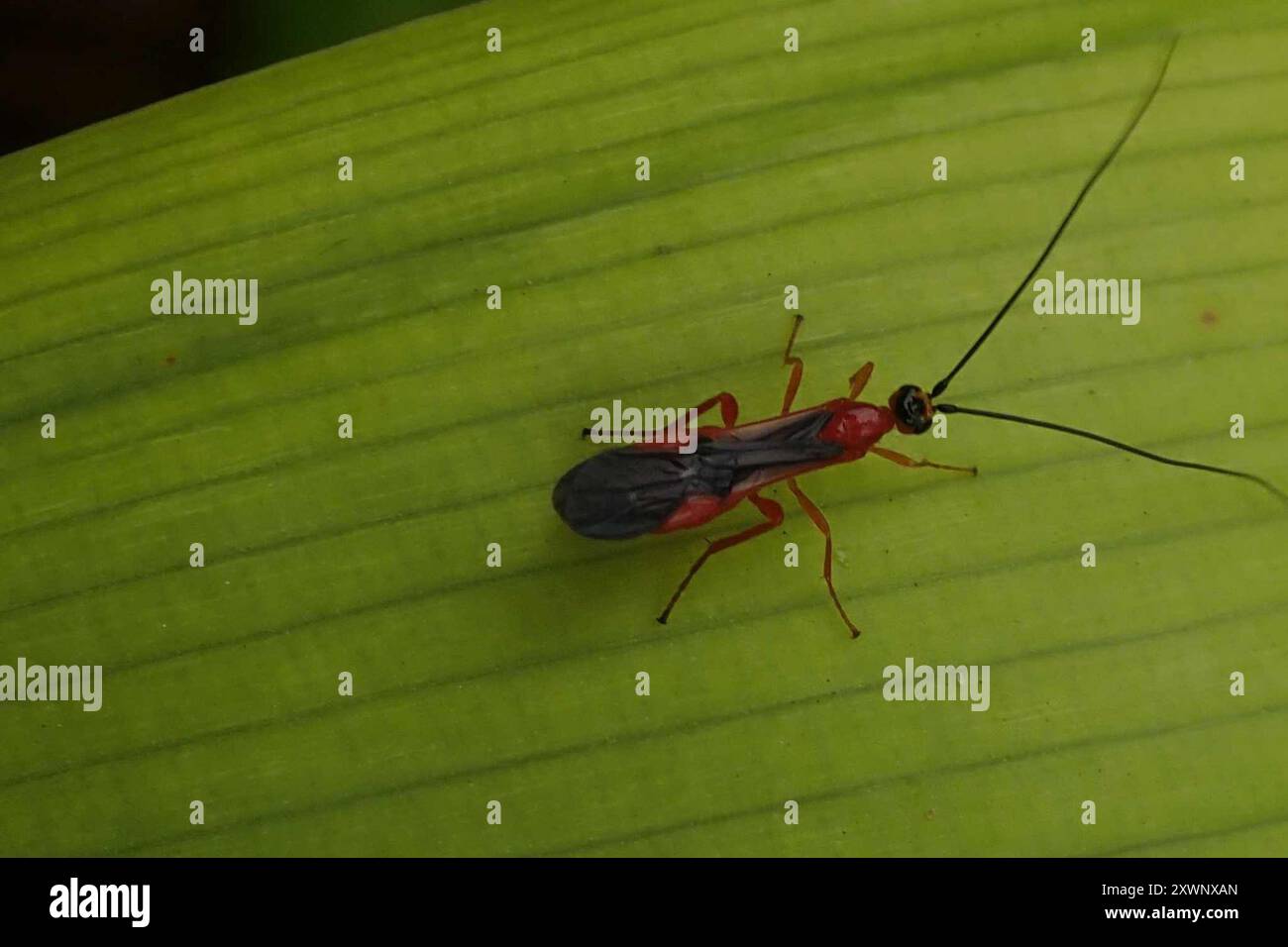 Braconid Wasps (Braconidae) Insecta Stock Photo - Alamy