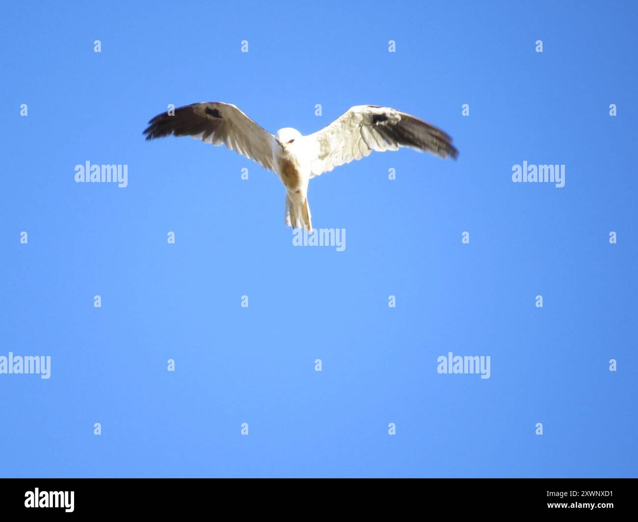 White-tailed Kite (Elanus leucurus) Aves Stock Photo - Alamy