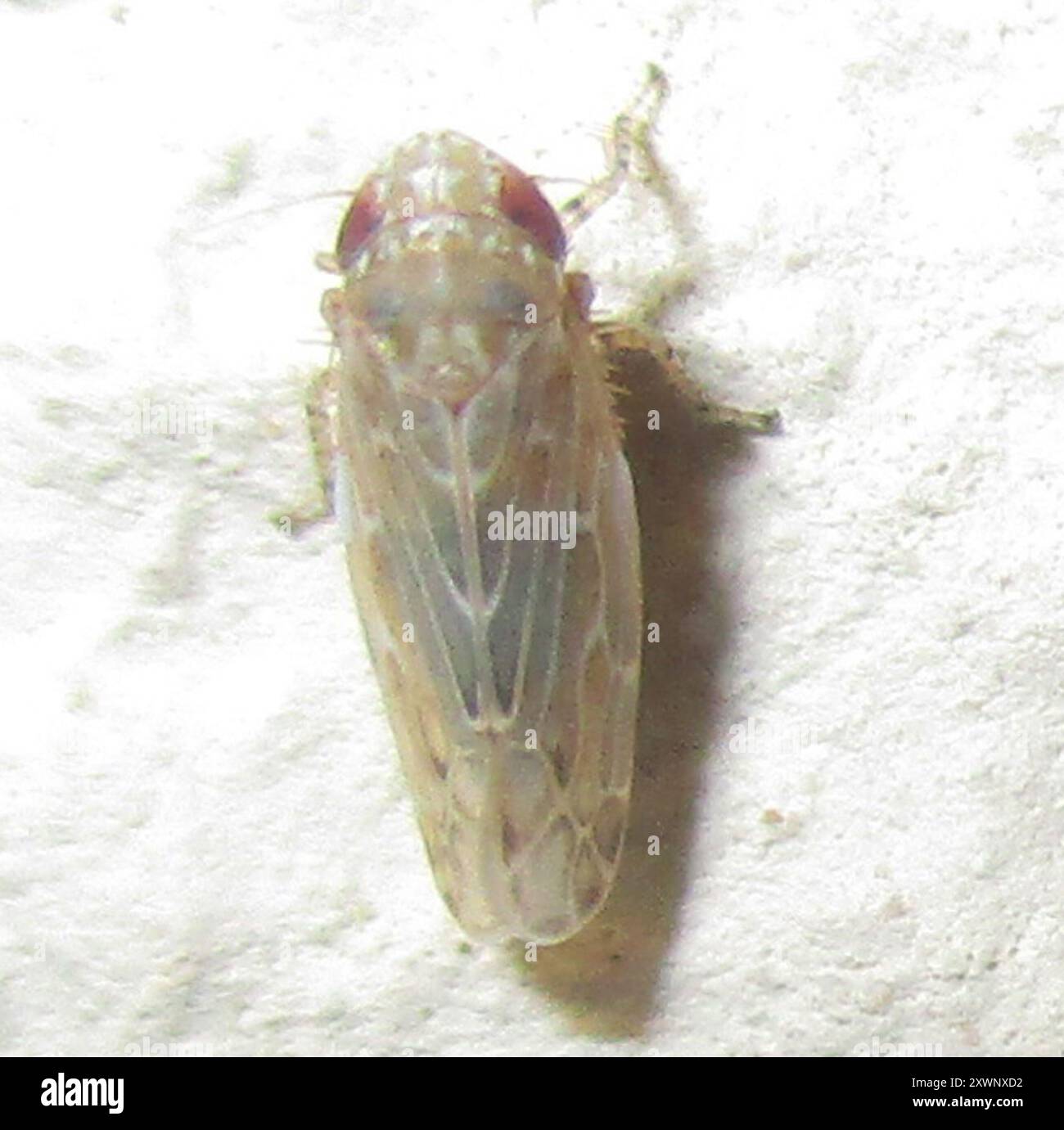 Typical Leafhoppers (Cicadellidae) Insecta Stock Photo - Alamy