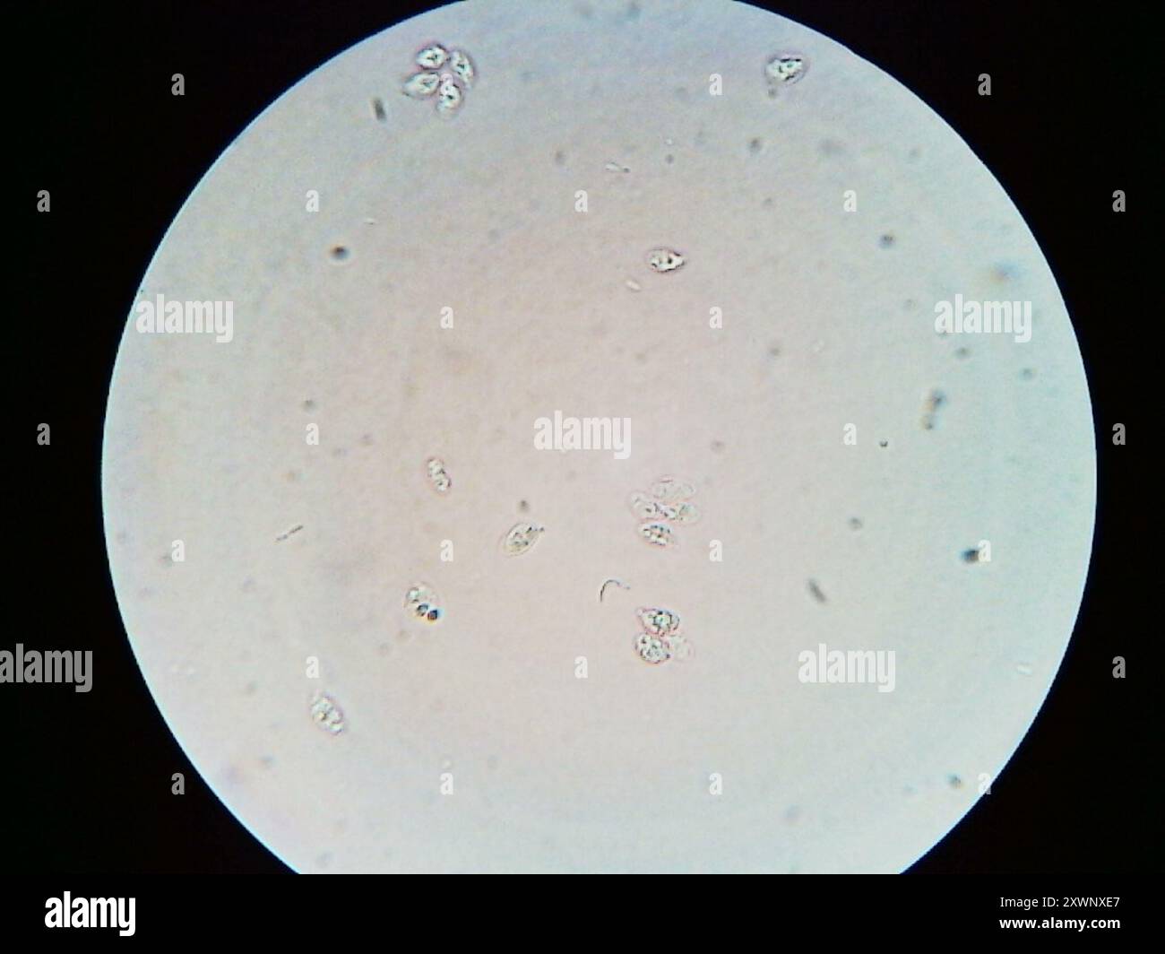 Higher basidiomycetes hi-res stock photography and images - Alamy