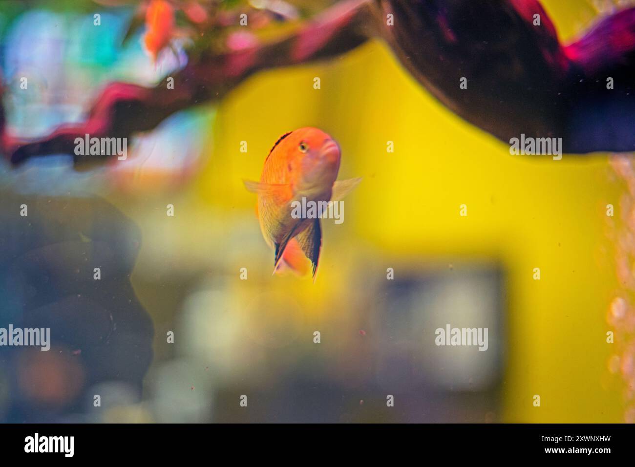 red small fish in an aquarium. Hobbies and leisure Stock Photo - Alamy