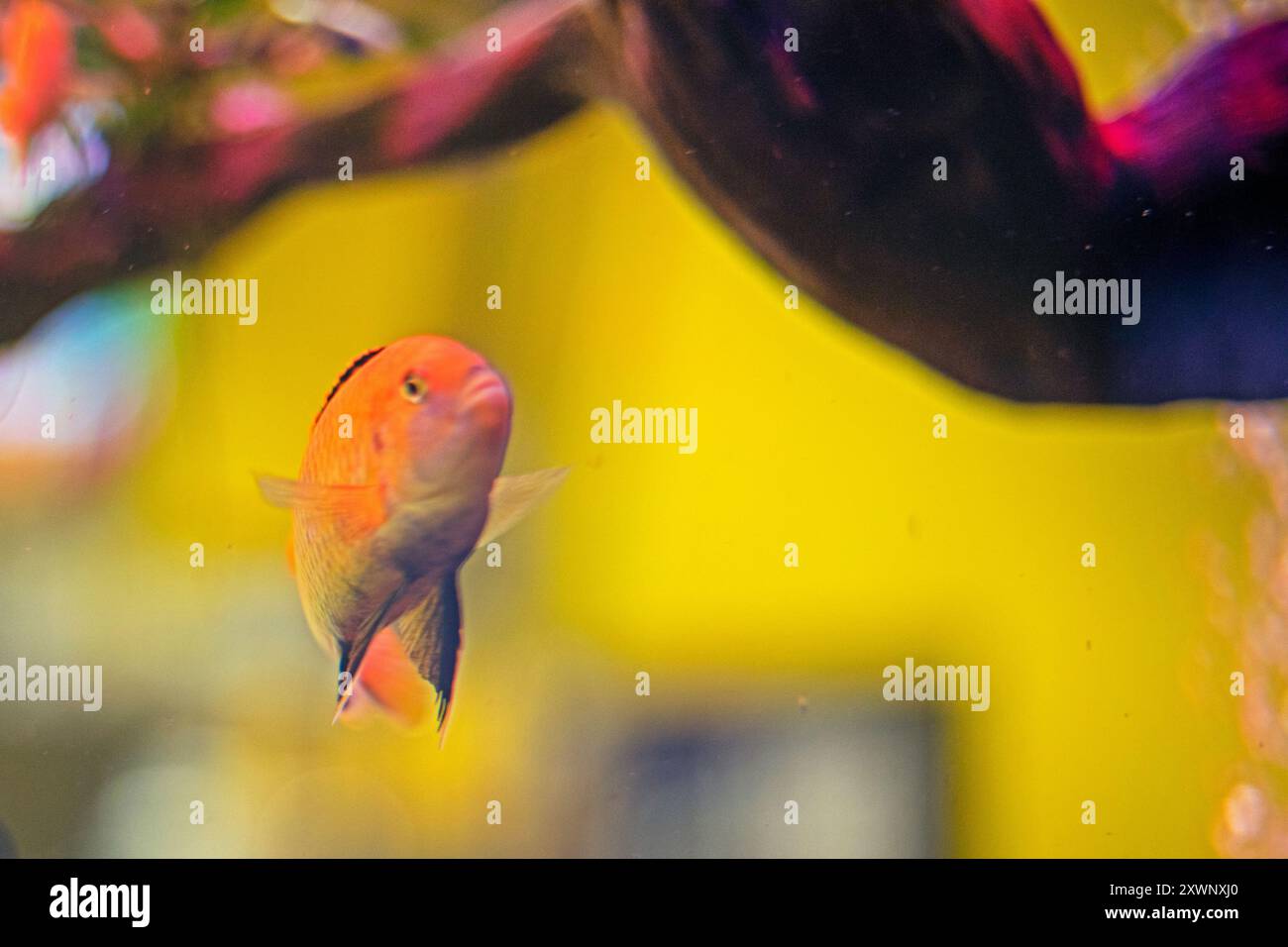 red small fish in an aquarium. Hobbies and leisure Stock Photo - Alamy