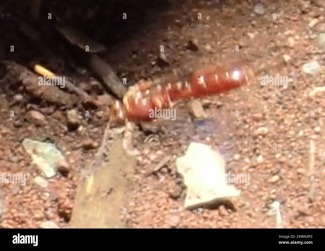 Bee Parasitizing Wasps (Labium) Insecta Stock Photo - Alamy