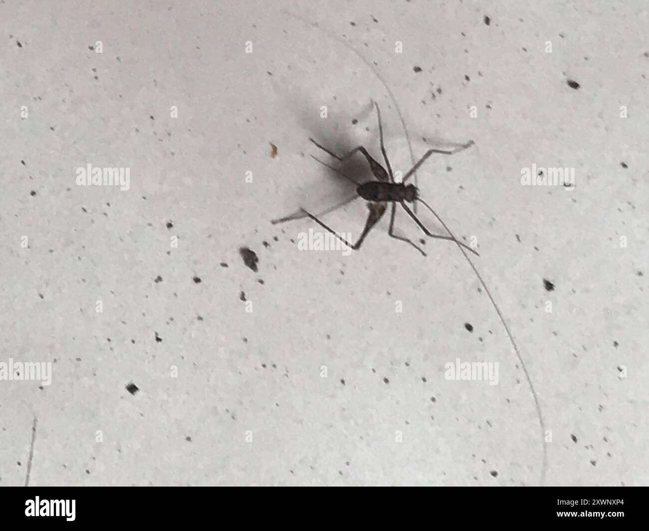 Spider Crickets and Allies (Phalangopsidae) Insecta Stock Photo - Alamy