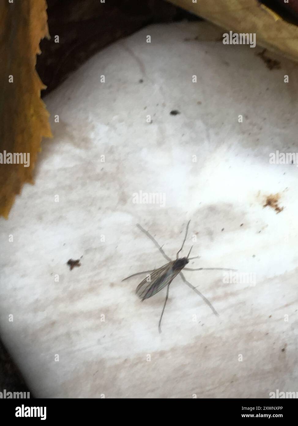 Fungus Gnats and Gall Midges (Sciaroidea) Insecta Stock Photo - Alamy