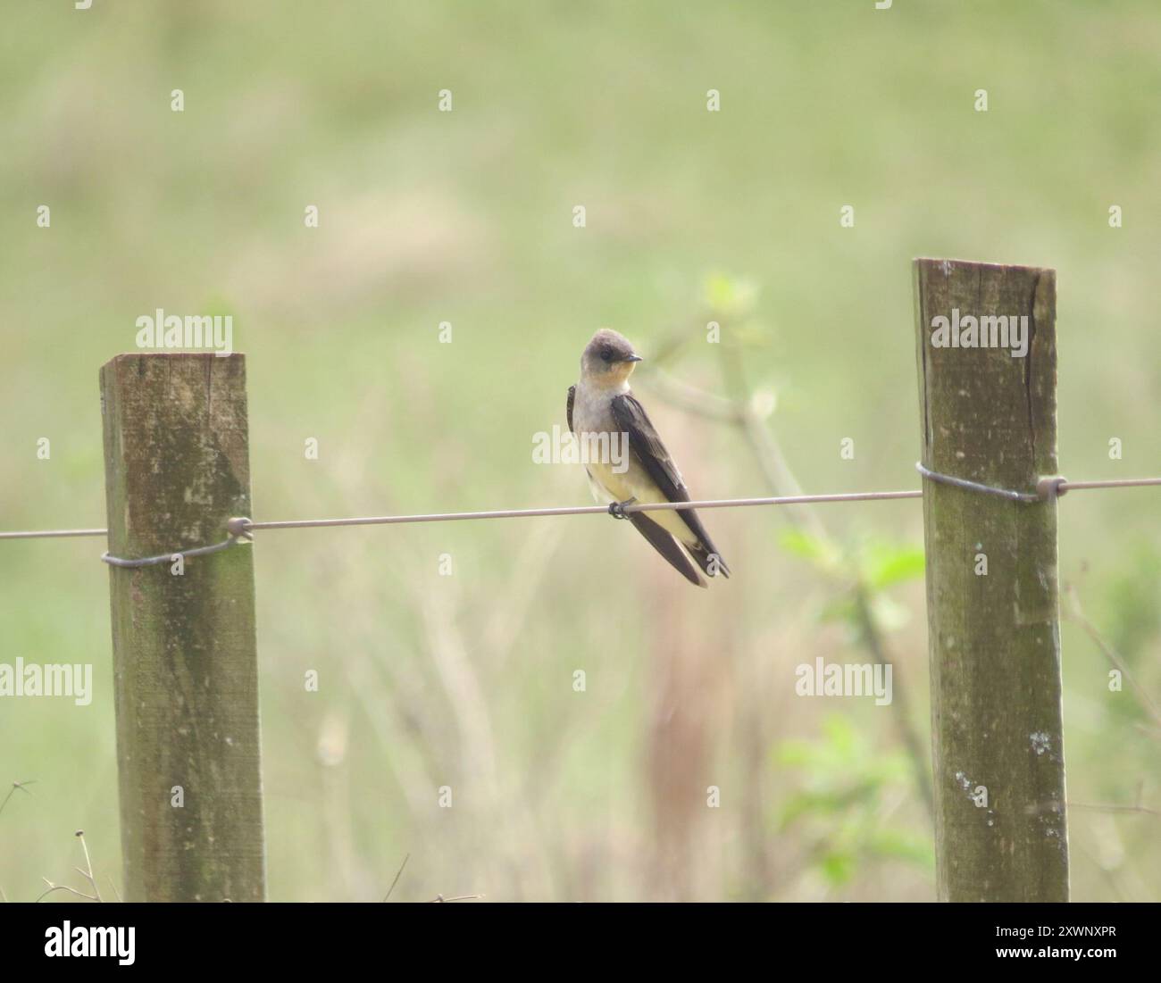 Southern Rough-winged Swallow (Stelgidopteryx ruficollis) Aves Stock ...