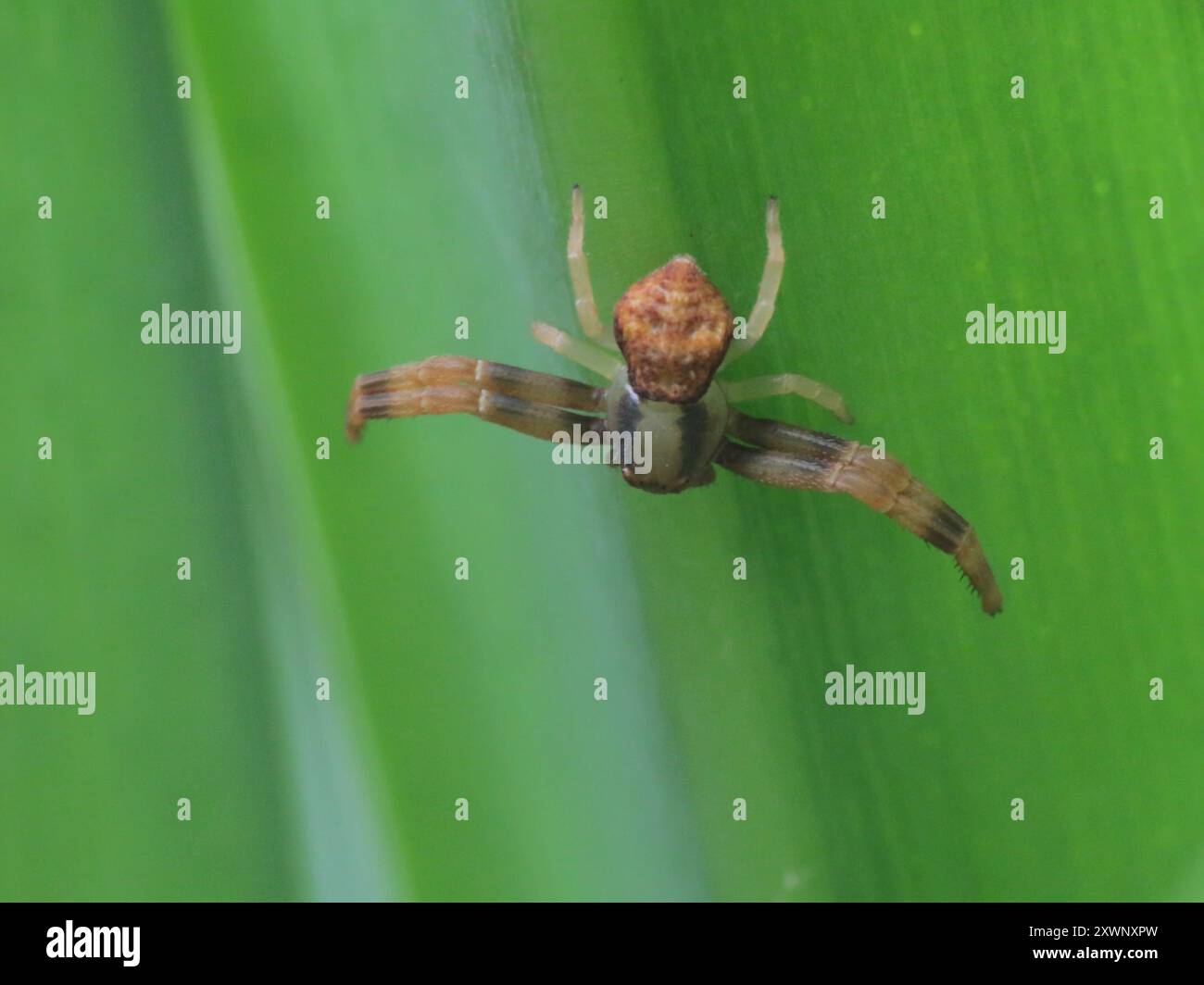 Crab Spiders (Thomisidae) Arachnida Stock Photo - Alamy